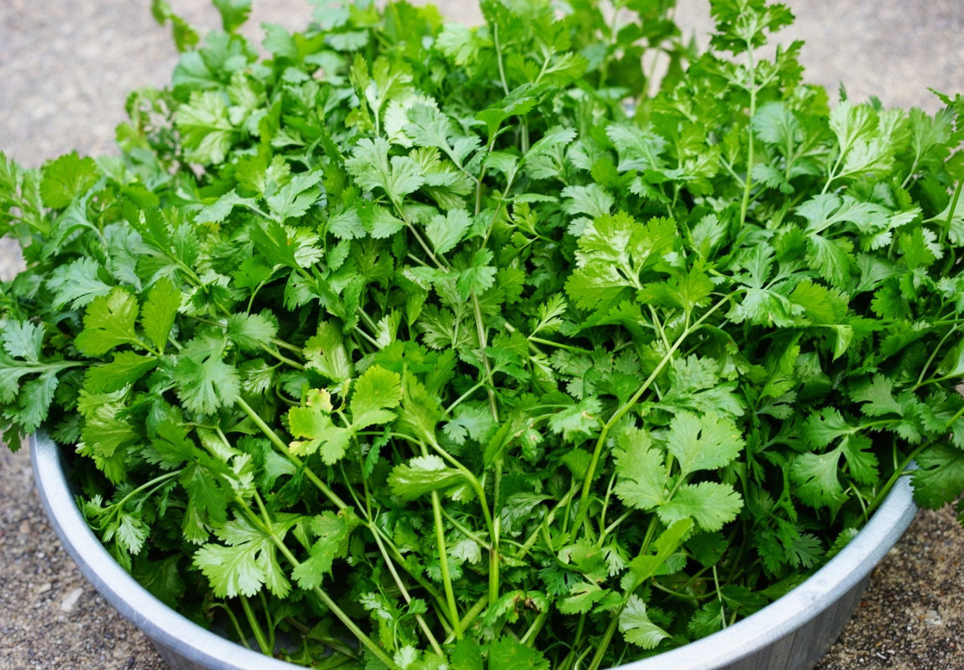 cilantro
